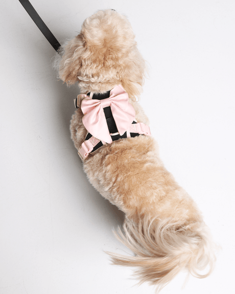 High Performance Pet Gear: Durable Dog Collars, Leashes, & Harnesses ...